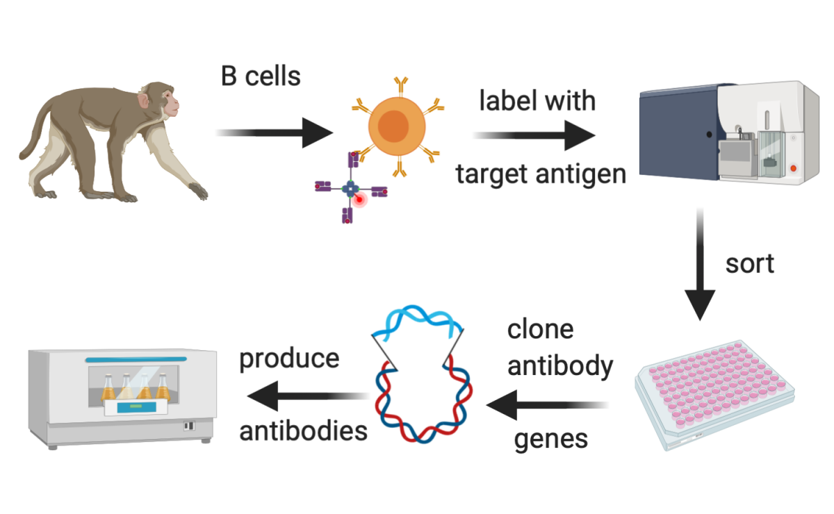 Research – Reynolds Lab – UW–Madison